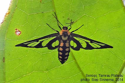 Papua Insects Foundation (Lepidoptera/Erebidae(Arctiinae/Syntomini ...